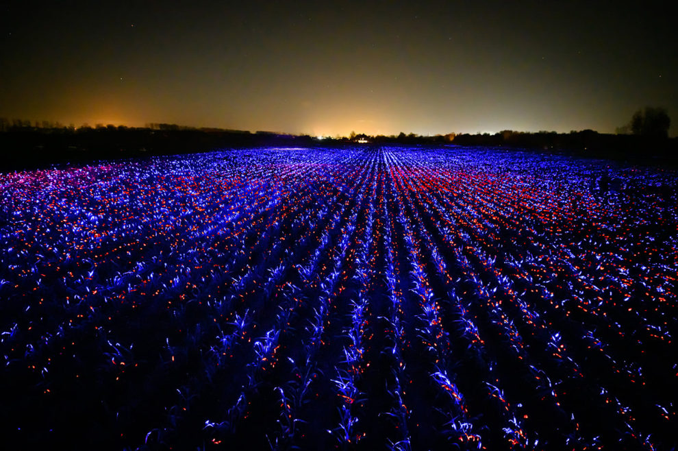Thousands of Colored LEDs Turn Dutch Farmland Into Nighttime Wonderland ...