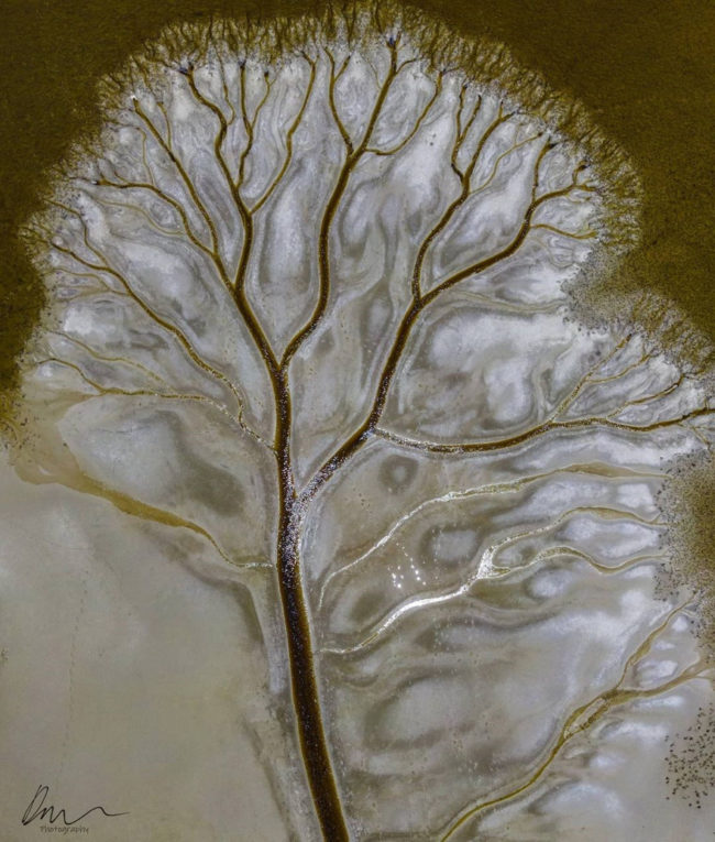 Photographer Derry Moroney Captures Breathtaking Aerial “Tree Of Life ...