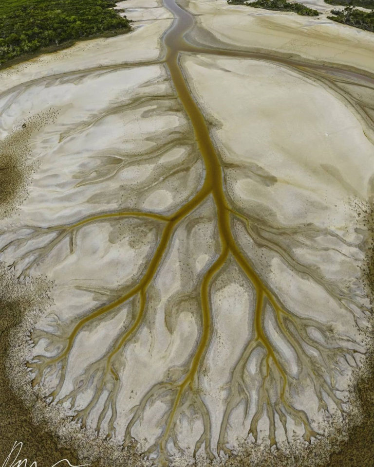 Photographer Derry Moroney Captures Breathtaking Aerial “Tree Of Life ...
