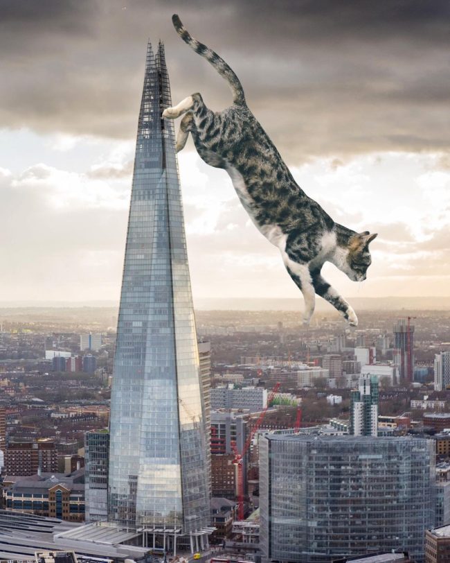 Artist Matt McCarthy Uses Photoshop To Create Surreal Giant Cat ...