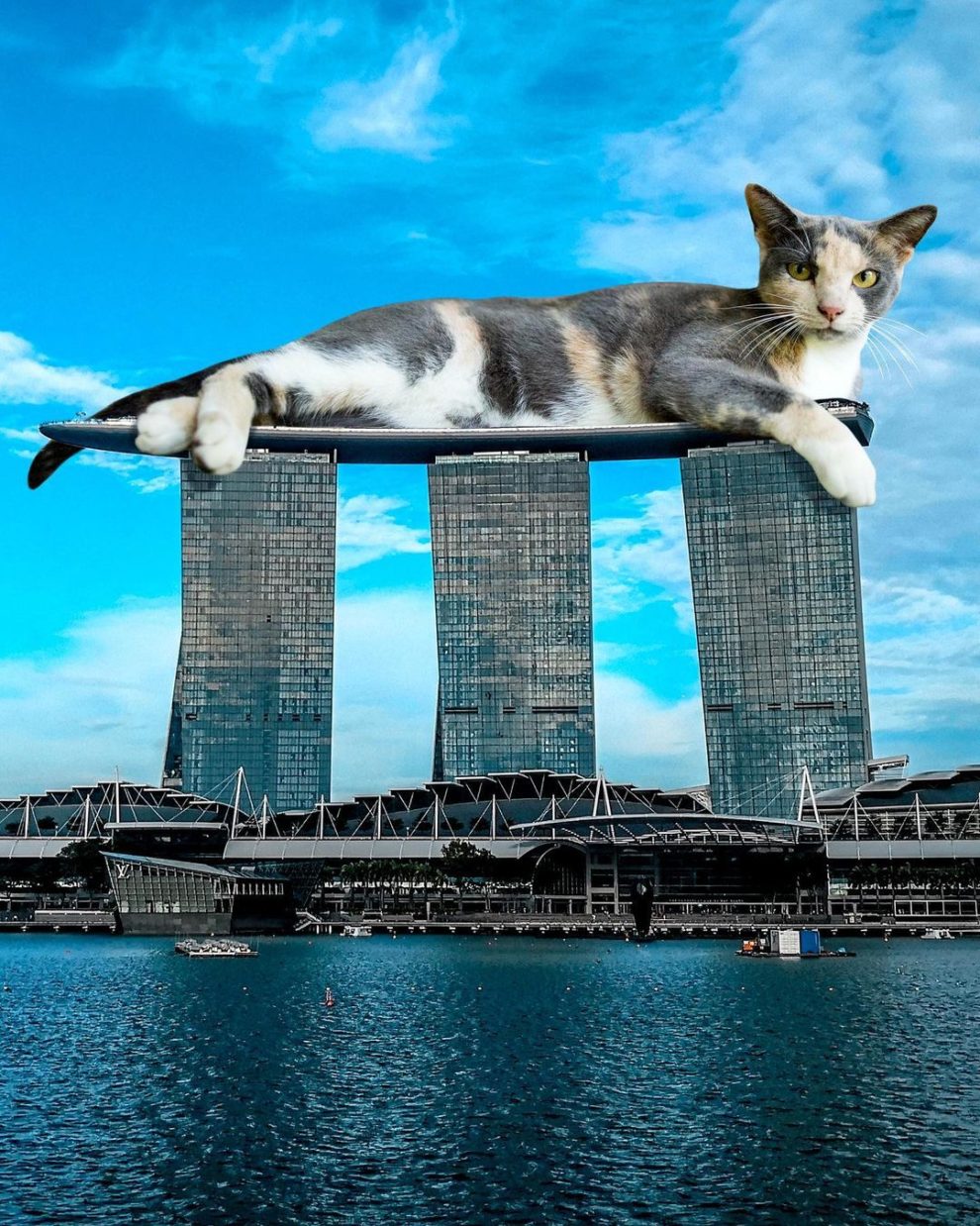 Artist Matt McCarthy Uses Photoshop To Create Surreal Giant Cat ...