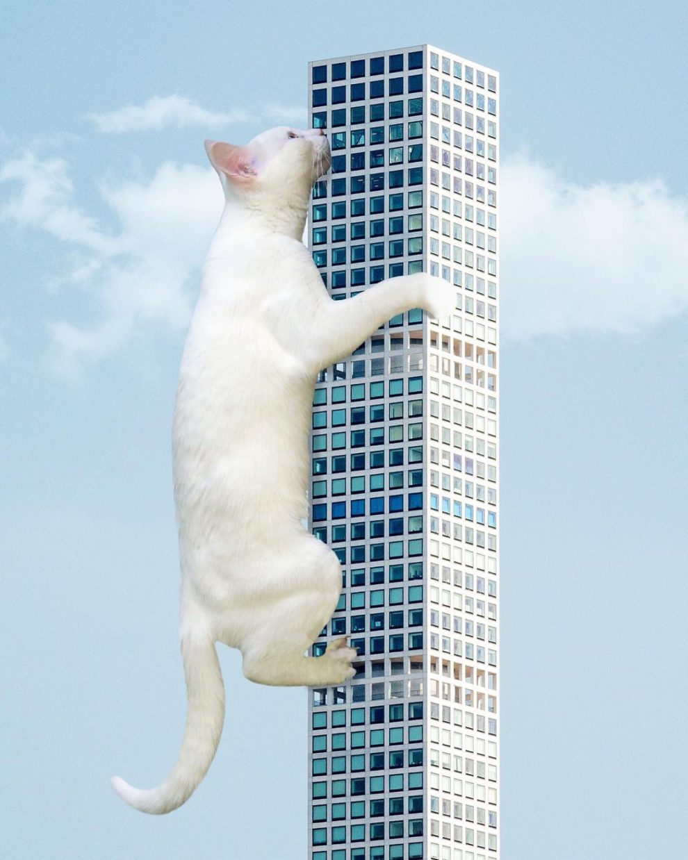 Artist Matt McCarthy Uses Photoshop To Create Surreal Giant Cat ...