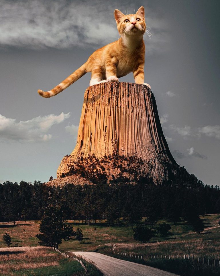 Artist Matt McCarthy Uses Photoshop To Create Surreal Giant Cat ...
