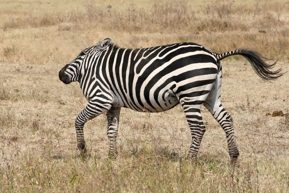 No Necks! There’s an Instagram Account That Posts Animals Without Necks ...