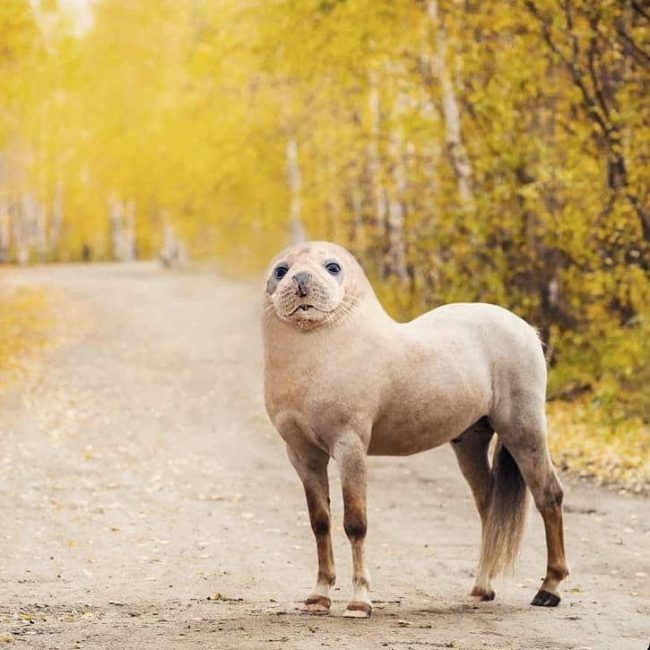 No Necks! There’s an Instagram Account That Posts Animals Without Necks ...