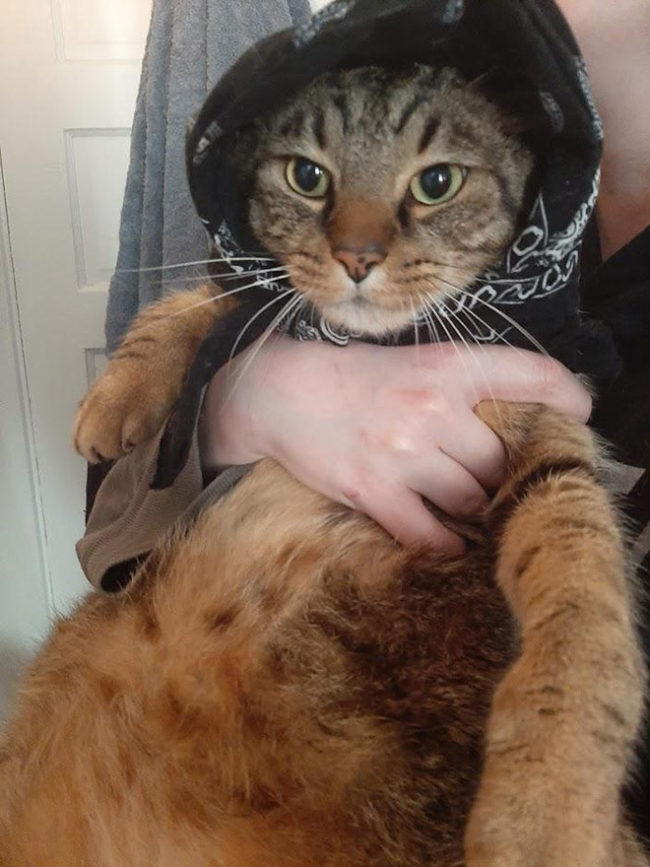 Babushka Cats That Look Like Old Russian Ladies » Design You Trust ...