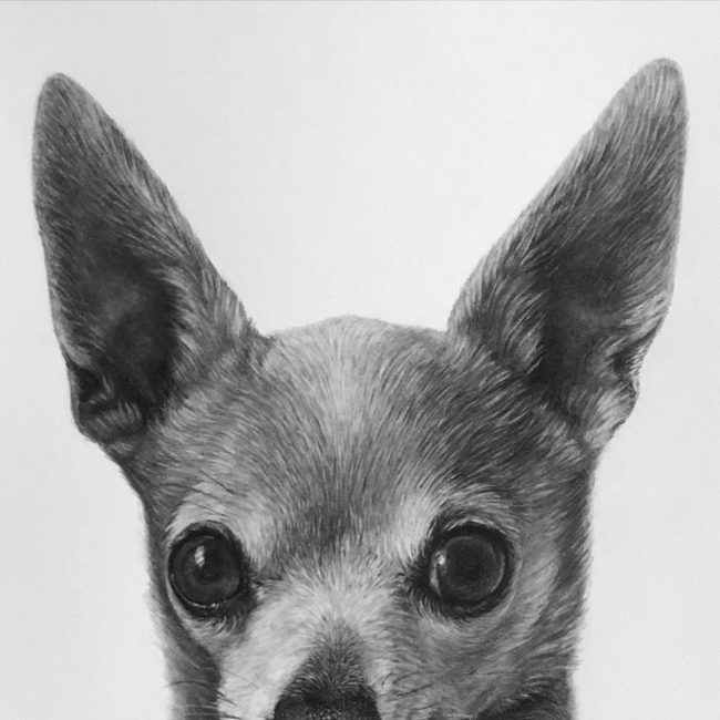 Hyper-Realistic Animal Pencil Drawings By Helen Violet » Design You ...