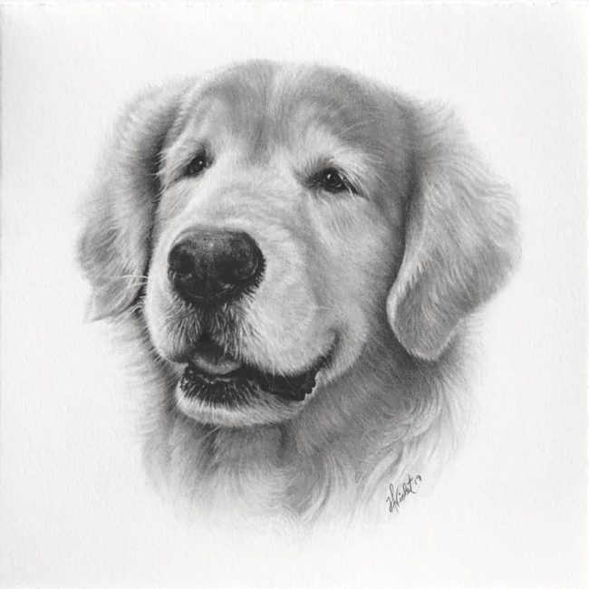 Hyper-Realistic Animal Pencil Drawings By Helen Violet » Design You ...