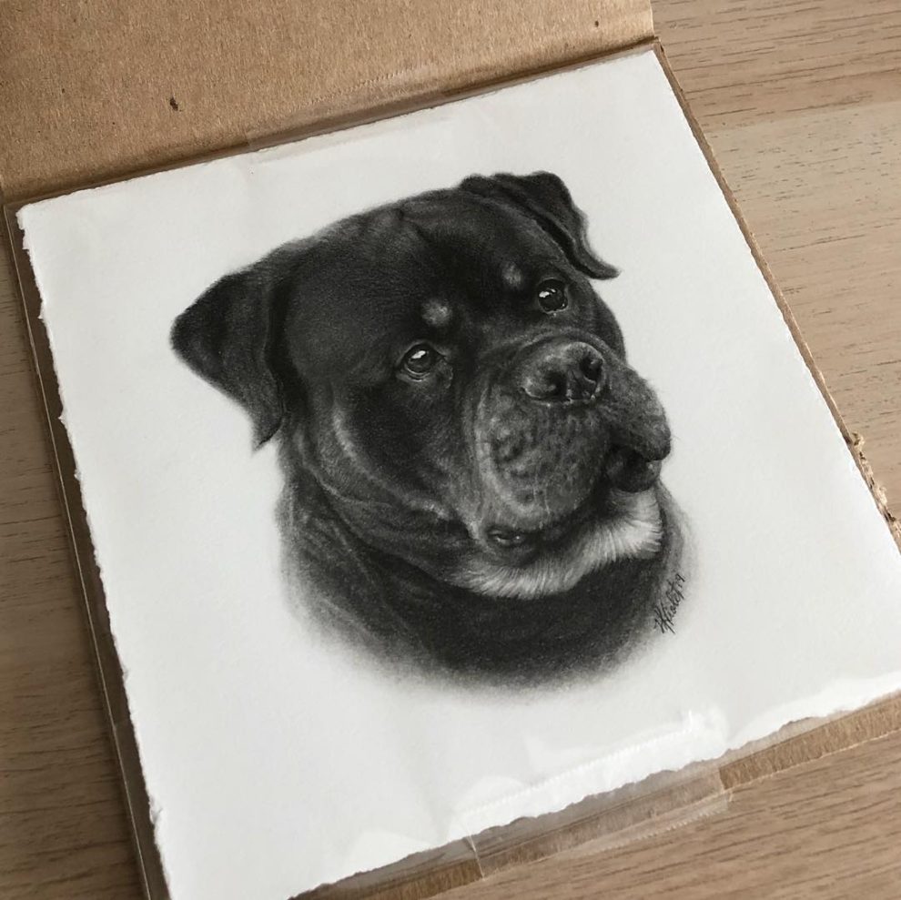 Hyper-Realistic Animal Pencil Drawings By Helen Violet » Design You ...