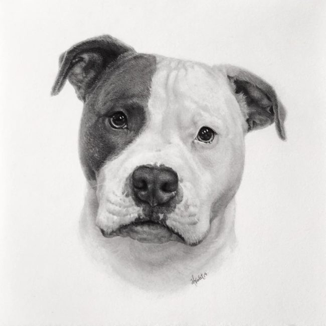 Hyper-Realistic Animal Pencil Drawings By Helen Violet » Design You ...