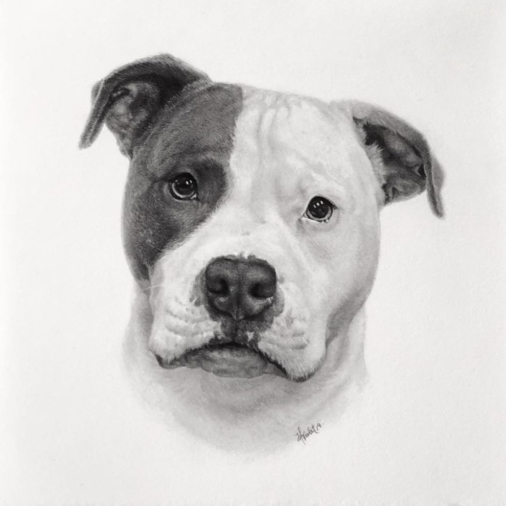 Hyper-Realistic Animal Pencil Drawings By Helen Violet » Design You ...