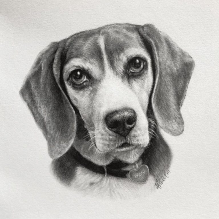Hyper-Realistic Animal Pencil Drawings By Helen Violet » Design You ...