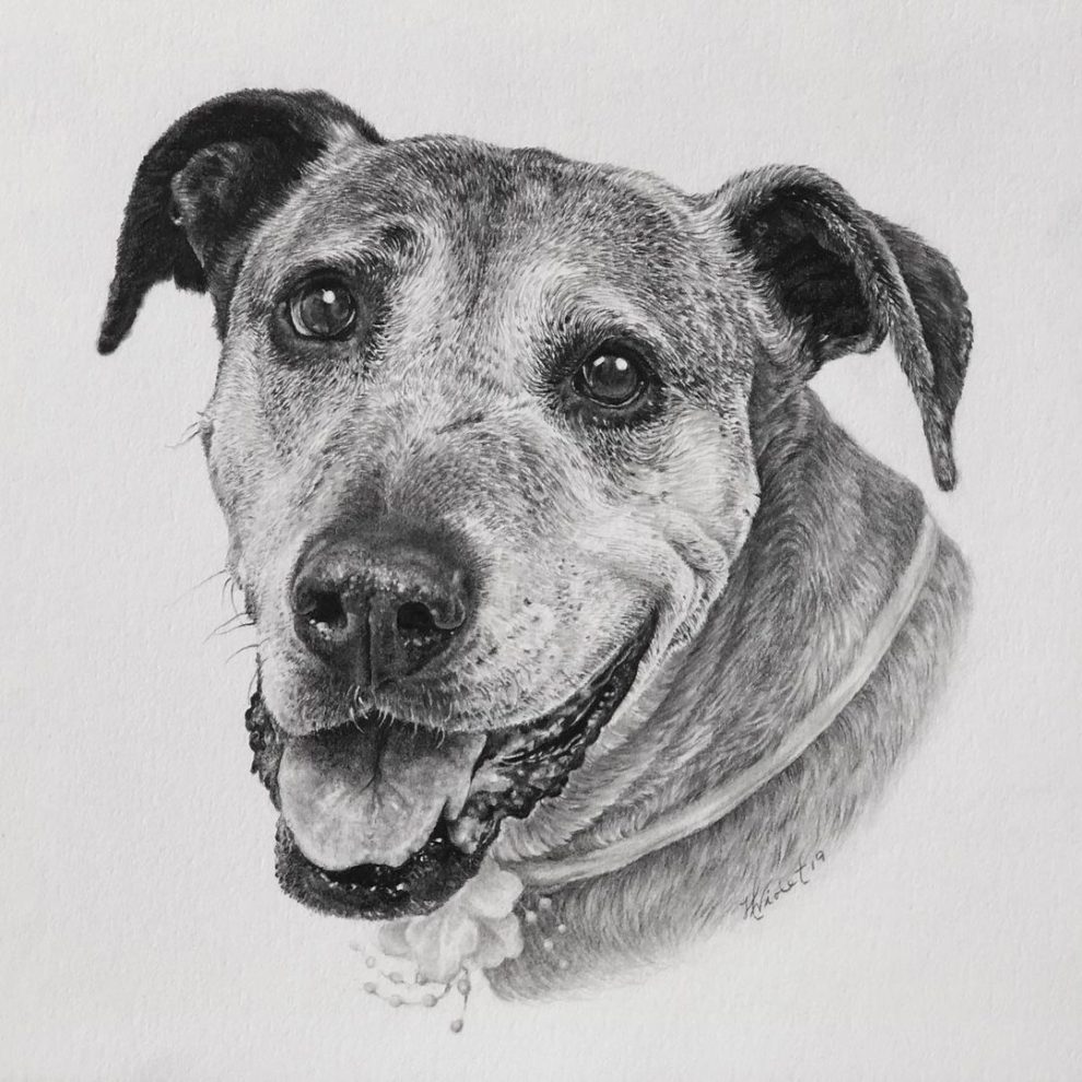 Hyper-Realistic Animal Pencil Drawings By Helen Violet » Design You ...