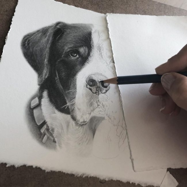 Hyper-Realistic Animal Pencil Drawings By Helen Violet » Design You ...