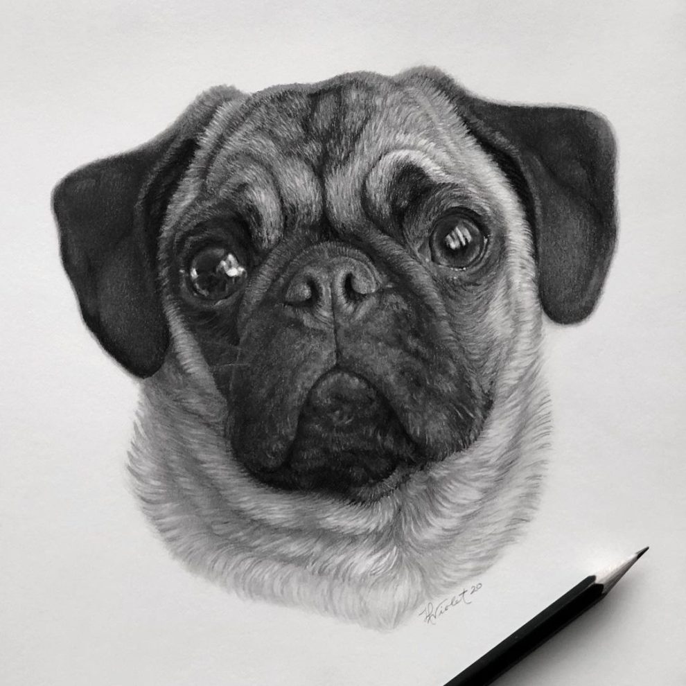 Hyper-Realistic Animal Pencil Drawings By Helen Violet » Design You ...