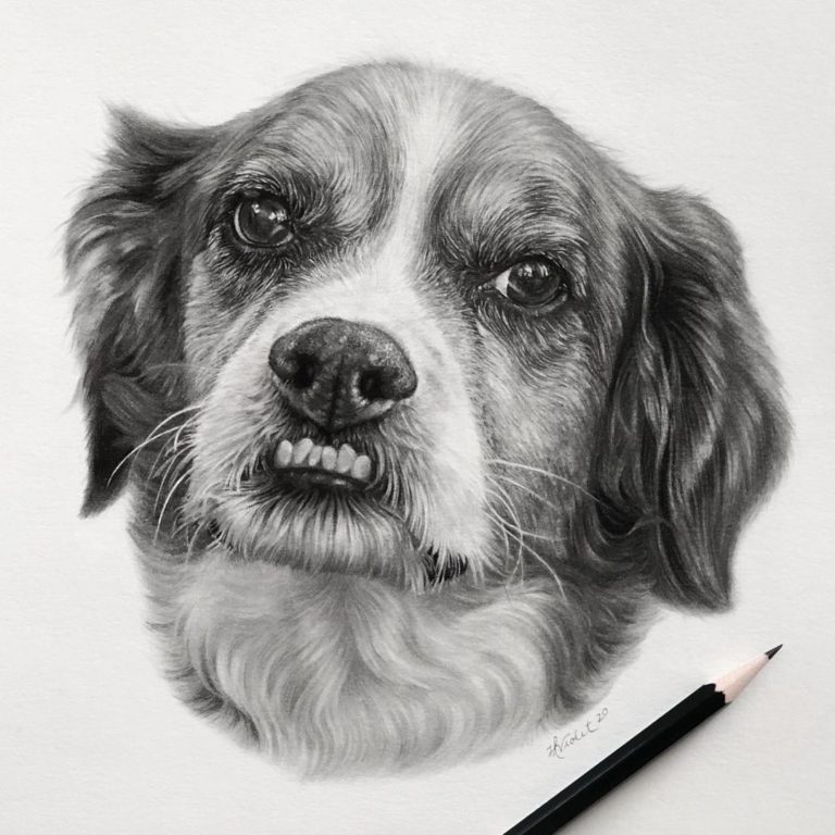 Hyper-Realistic Animal Pencil Drawings By Helen Violet » Design You ...