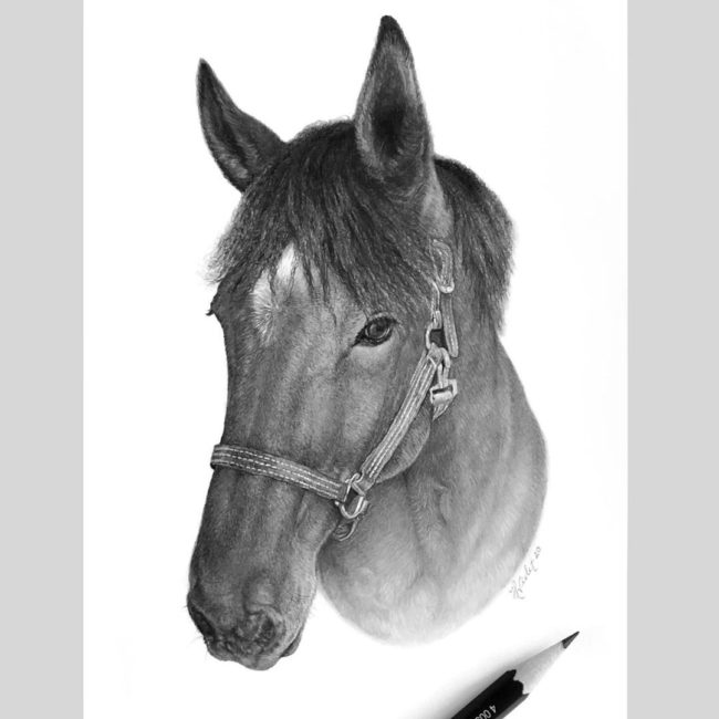 Hyper-Realistic Animal Pencil Drawings By Helen Violet » Design You ...