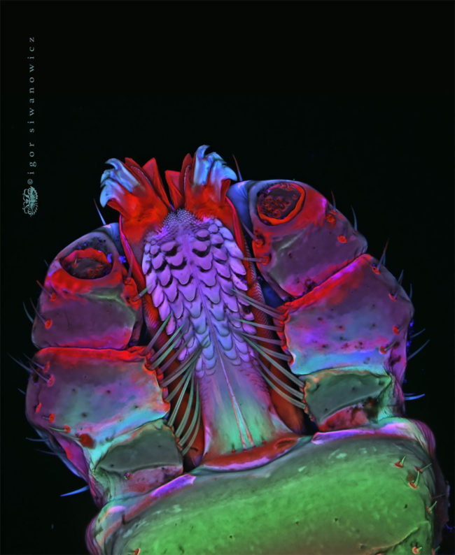 Polish Scientist’s Incredible Photographs of Microscopic Creatures ...