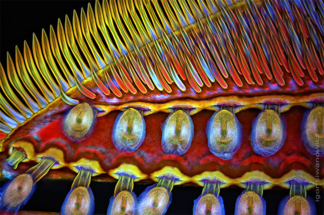 Polish Scientist’s Incredible Photographs of Microscopic Creatures ...