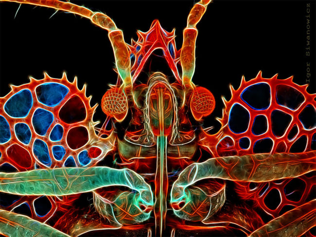 Polish Scientist’s Incredible Photographs of Microscopic Creatures ...