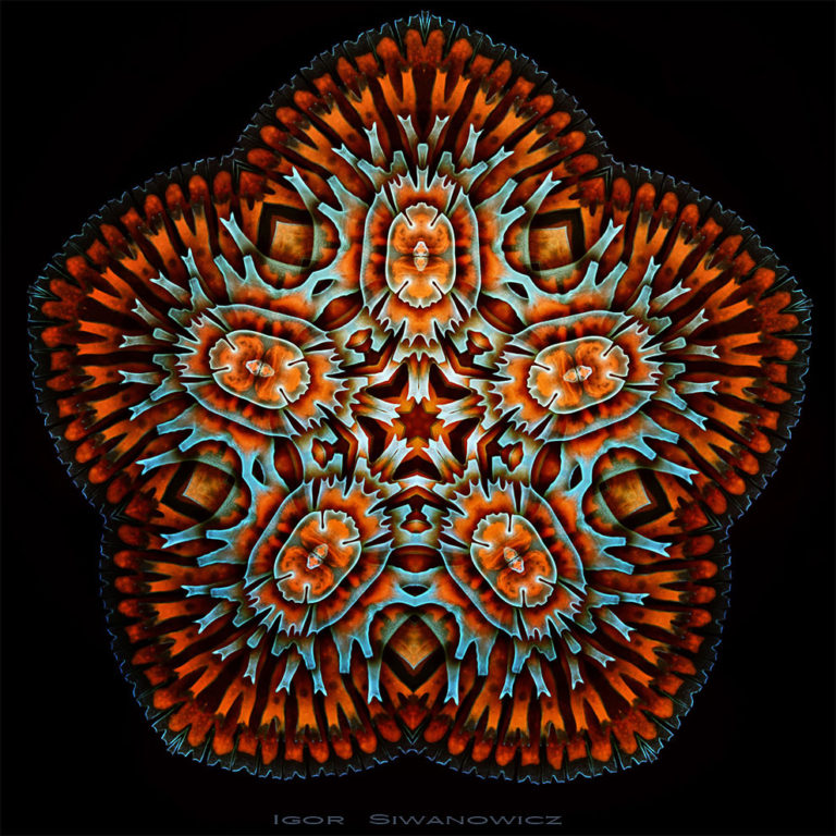 Polish Scientist’s Incredible Photographs of Microscopic Creatures ...