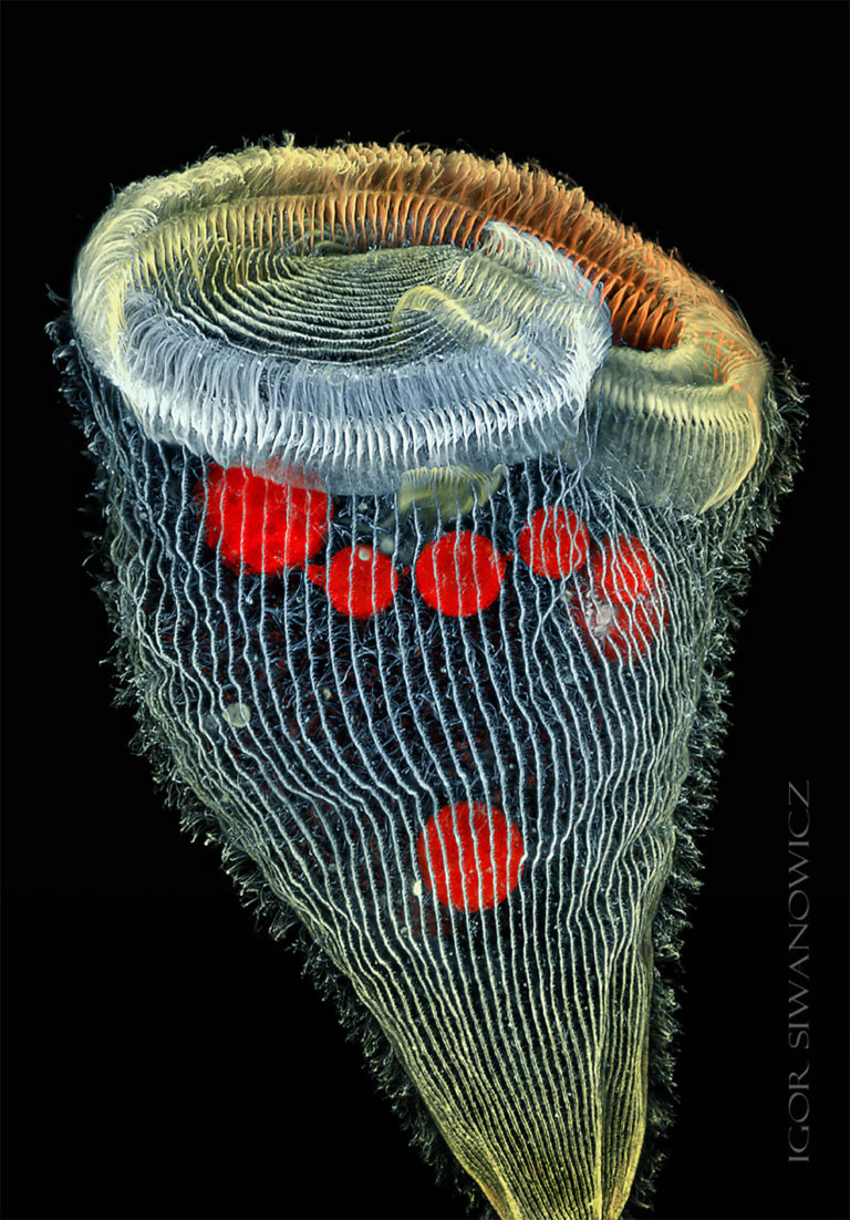 Polish Scientist’s Incredible Photographs of Microscopic Creatures ...