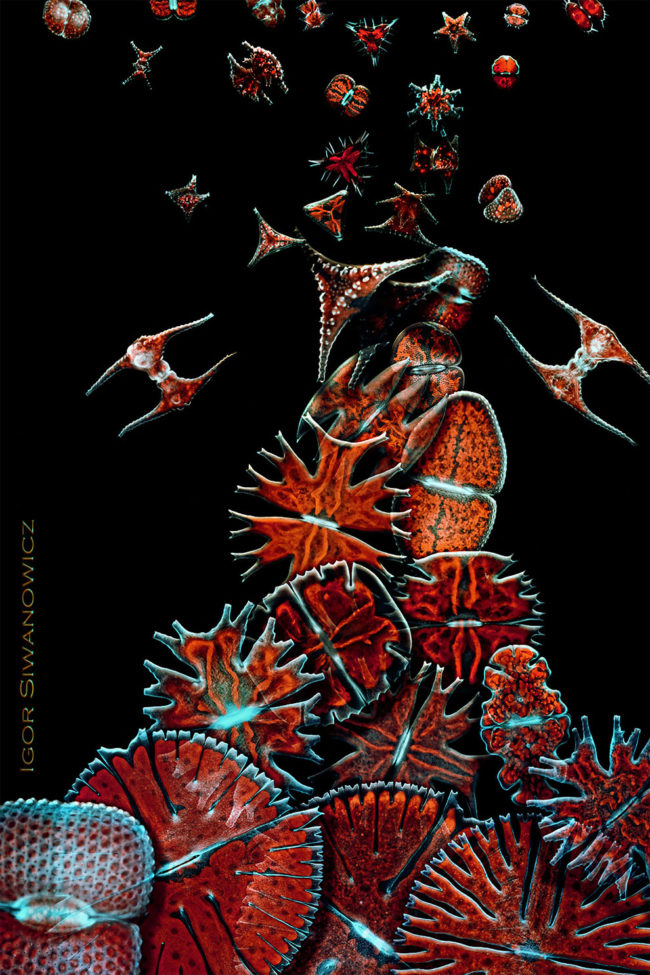 Polish Scientist’s Incredible Photographs of Microscopic Creatures ...