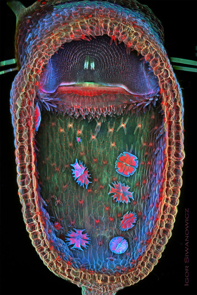 Polish Scientist’s Incredible Photographs of Microscopic Creatures ...