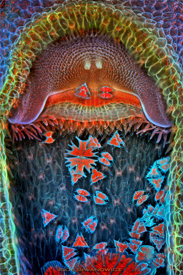 Polish Scientist’s Incredible Photographs of Microscopic Creatures ...
