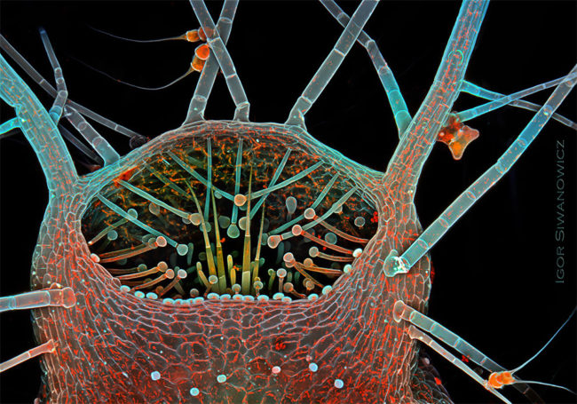 Polish Scientist’s Incredible Photographs of Microscopic Creatures ...