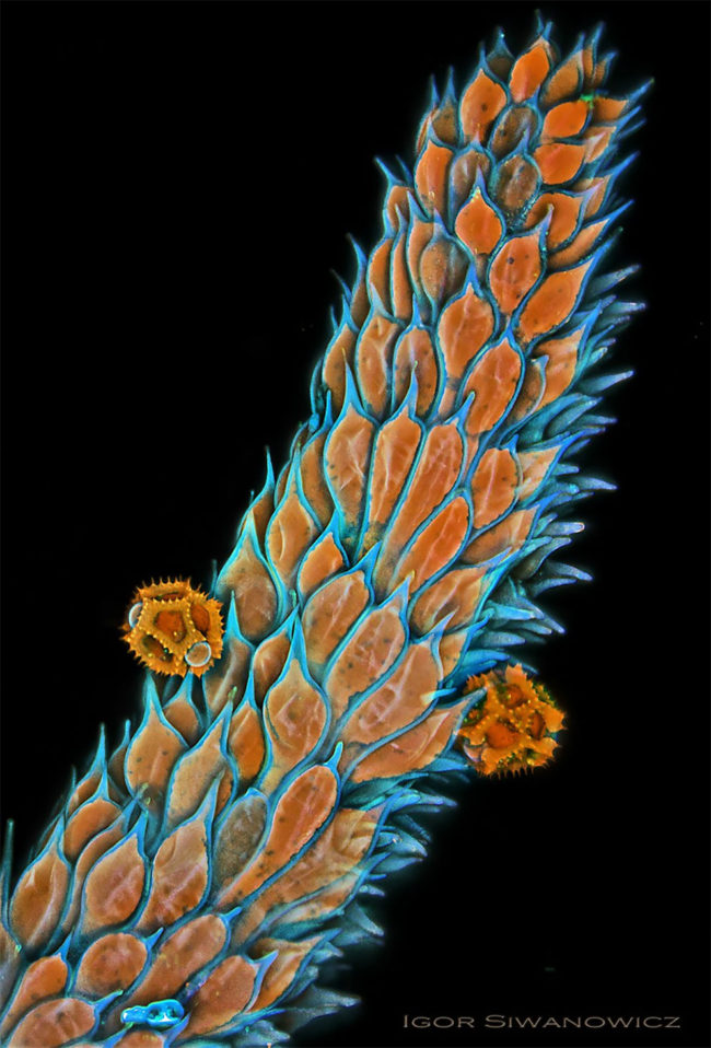 Polish Scientist’s Incredible Photographs of Microscopic Creatures ...