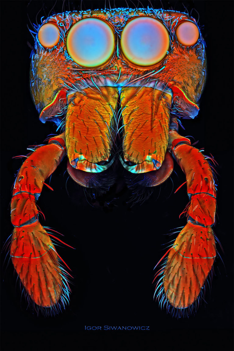 Polish Scientist’s Incredible Photographs of Microscopic Creatures ...