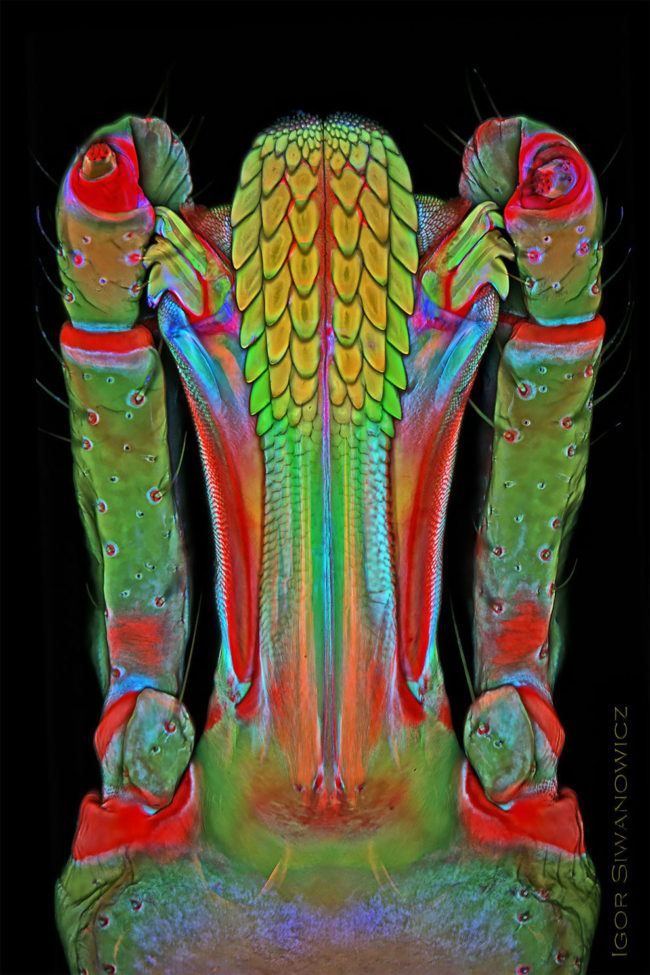 Polish Scientist’s Incredible Photographs of Microscopic Creatures ...