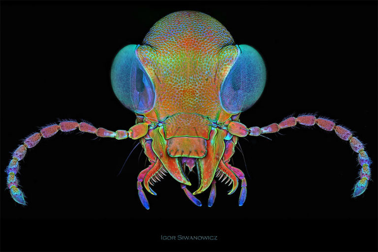 Polish Scientist’s Incredible Photographs of Microscopic Creatures ...