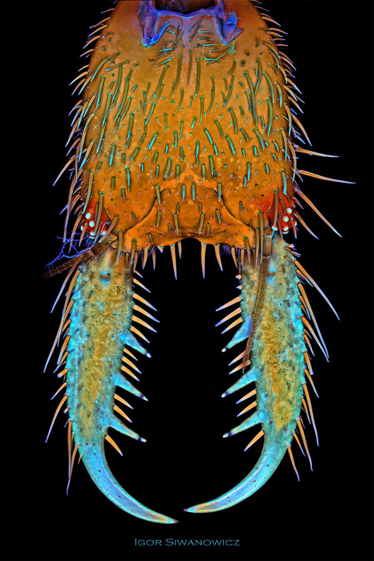 Polish Scientist’s Incredible Photographs of Microscopic Creatures ...
