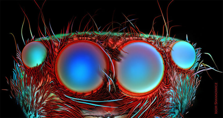 Polish Scientist’s Incredible Photographs of Microscopic Creatures ...