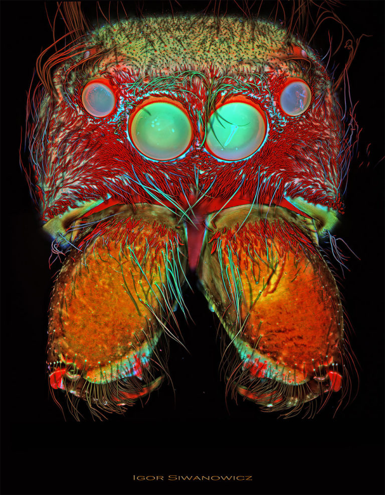 Polish Scientist’s Incredible Photographs of Microscopic Creatures ...