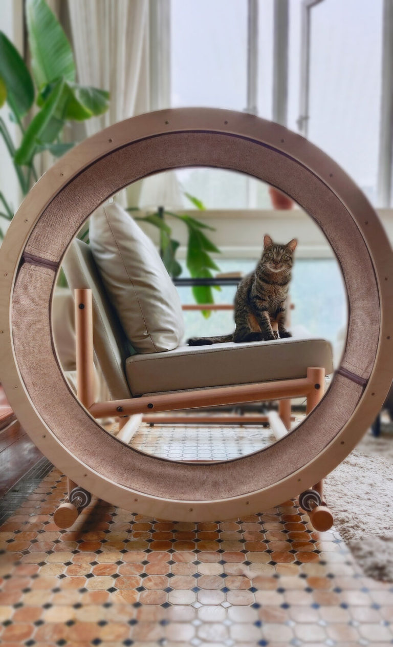 A Chair With An Integrated Running Wheel Was Invented For Cat Lovers ...