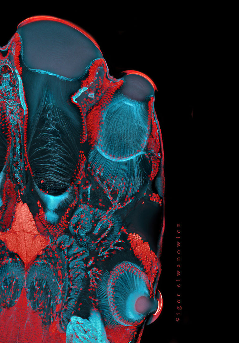 Polish Scientist’s Incredible Photographs of Microscopic Creatures ...