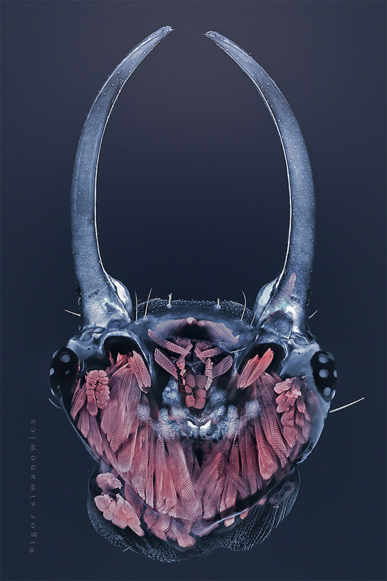 Polish Scientist’s Incredible Photographs of Microscopic Creatures ...
