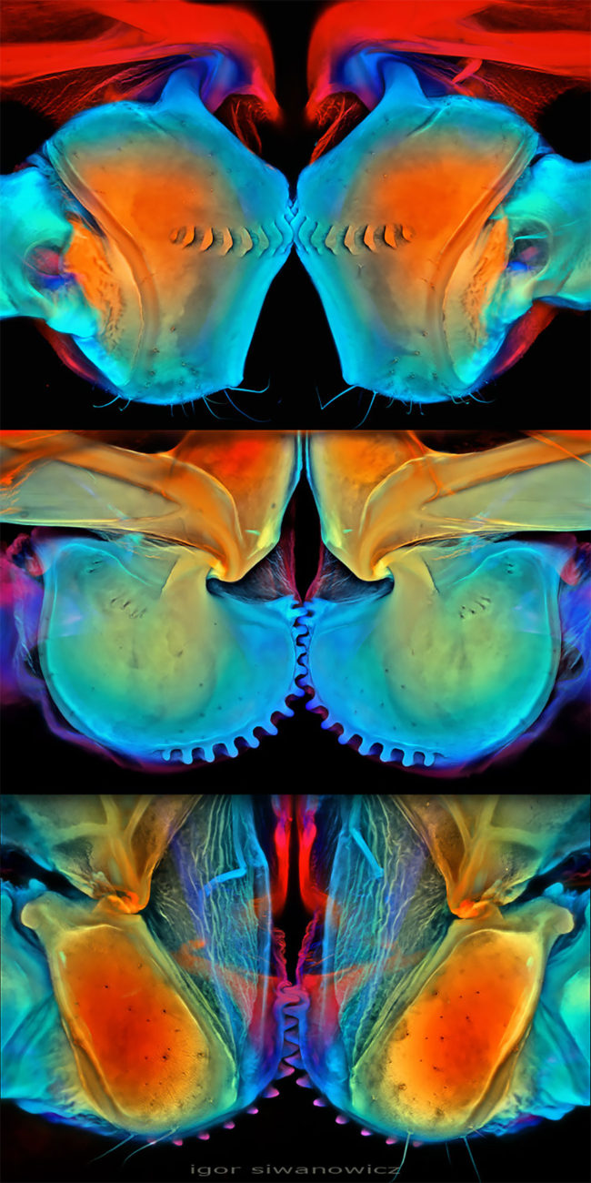 Polish Scientist’s Incredible Photographs of Microscopic Creatures ...