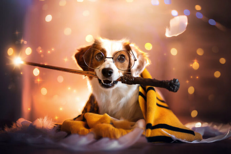 Creative & Beautiful Photos Of The Dogs At Home During The Lockdown By ...