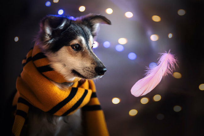 Creative & Beautiful Photos Of The Dogs At Home During The Lockdown By ...