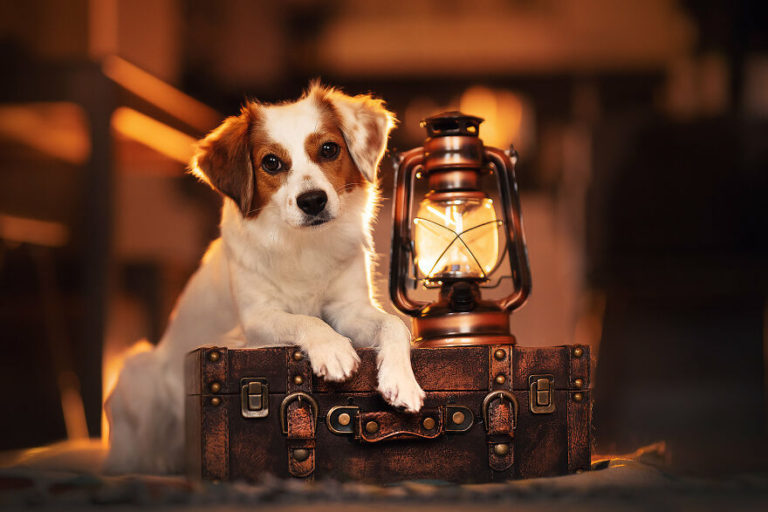 Creative & Beautiful Photos Of The Dogs At Home During The Lockdown By ...