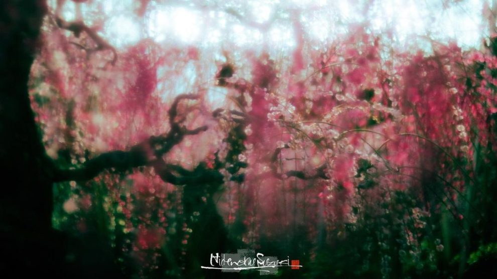Beautiful Photos of Sakura Blooming in Japan by Hidenobu Suzuki ...