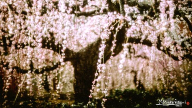 Beautiful Photos of Sakura Blooming in Japan by Hidenobu Suzuki ...