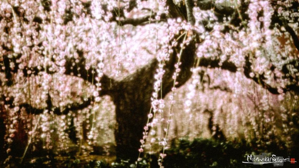 Beautiful Photos of Sakura Blooming in Japan by Hidenobu Suzuki ...