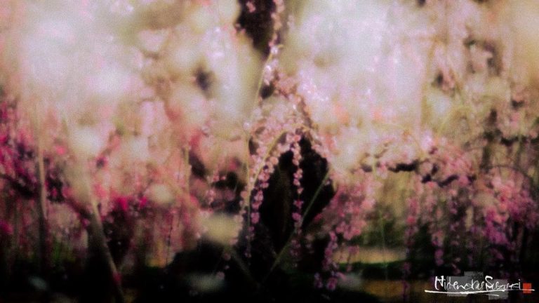 Beautiful Photos of Sakura Blooming in Japan by Hidenobu Suzuki ...
