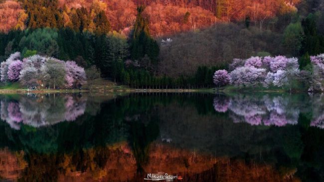 Beautiful Photos of Sakura Blooming in Japan by Hidenobu Suzuki ...