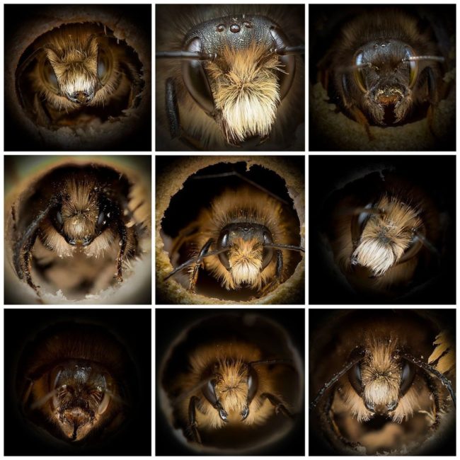 Amazing Macro Portraits of Bees Reveal How Different They Actually Look ...